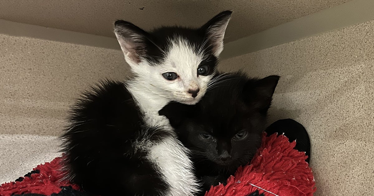 Meet Some of our Tiniest Kittens at the Kitten Nursery! | ASPCA