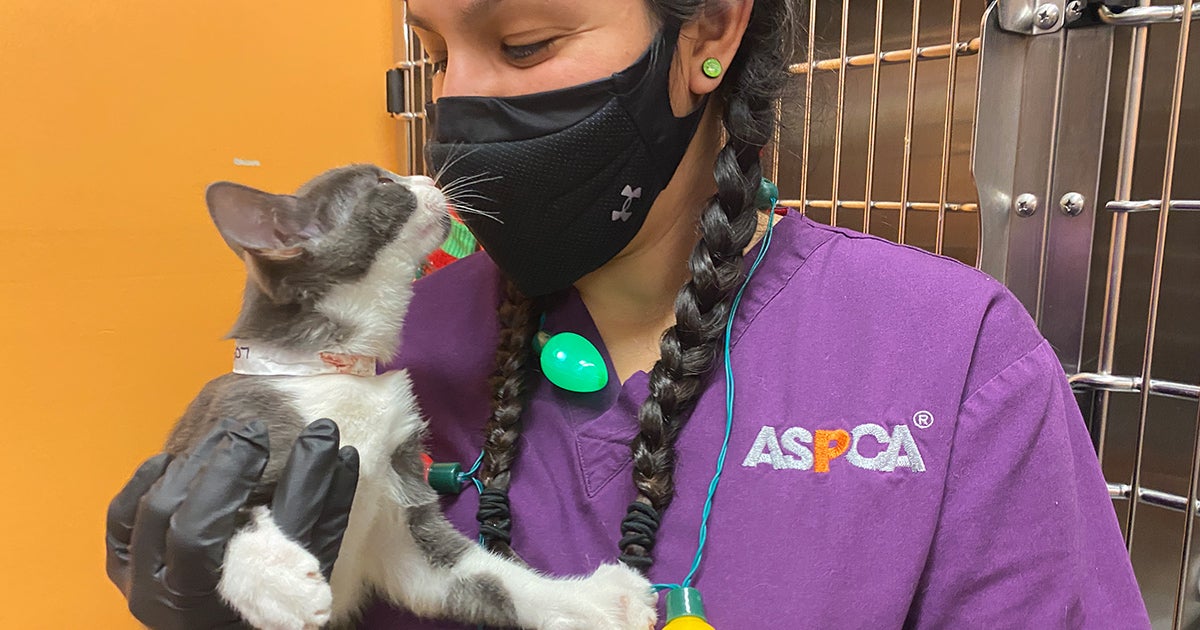 ASPCA Reaches Spay/Neuter Milestone in Los Angeles with 100,000th ...