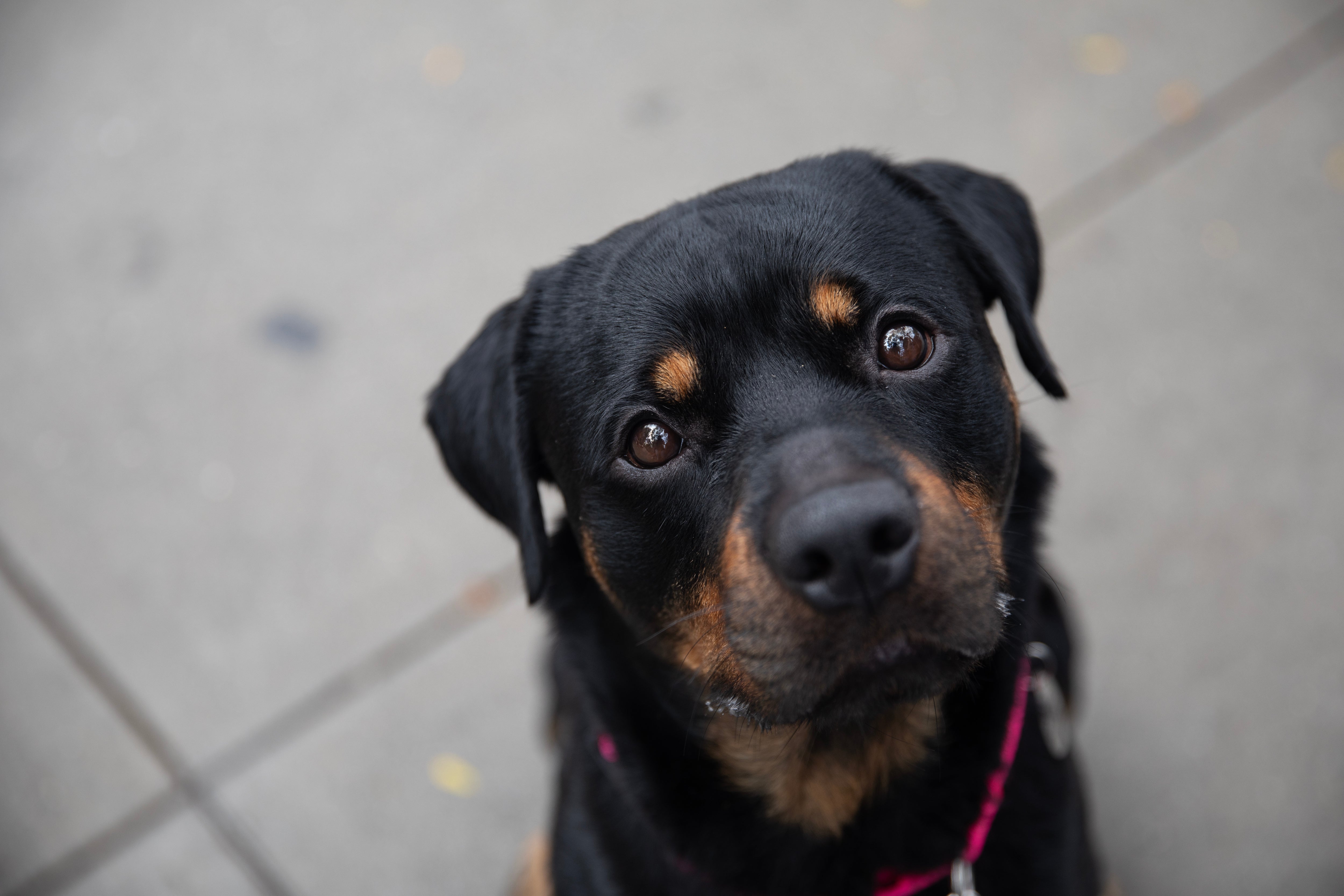 ASPCA Research Analyzing NYC Animal Cruelty Cases Confirms Neglect Is ...