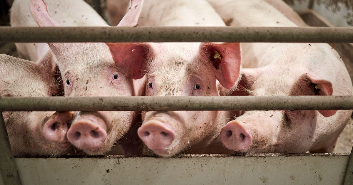 Matt’s Blog: The AVMA Is Forsaking Its Veterinary Oath by Allowing ...