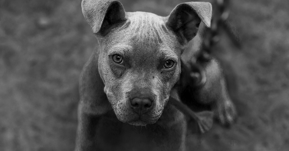 We Need to Break the Chain on Dogfighting | ASPCA