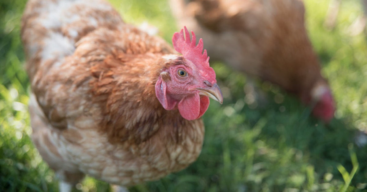 Holiday Compassion Means Helping Farm Animals, Too | ASPCA