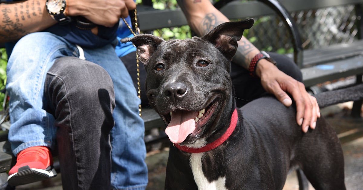 Combatting the Biggest Causes of Animal Vulnerability in NYC and Beyond ...