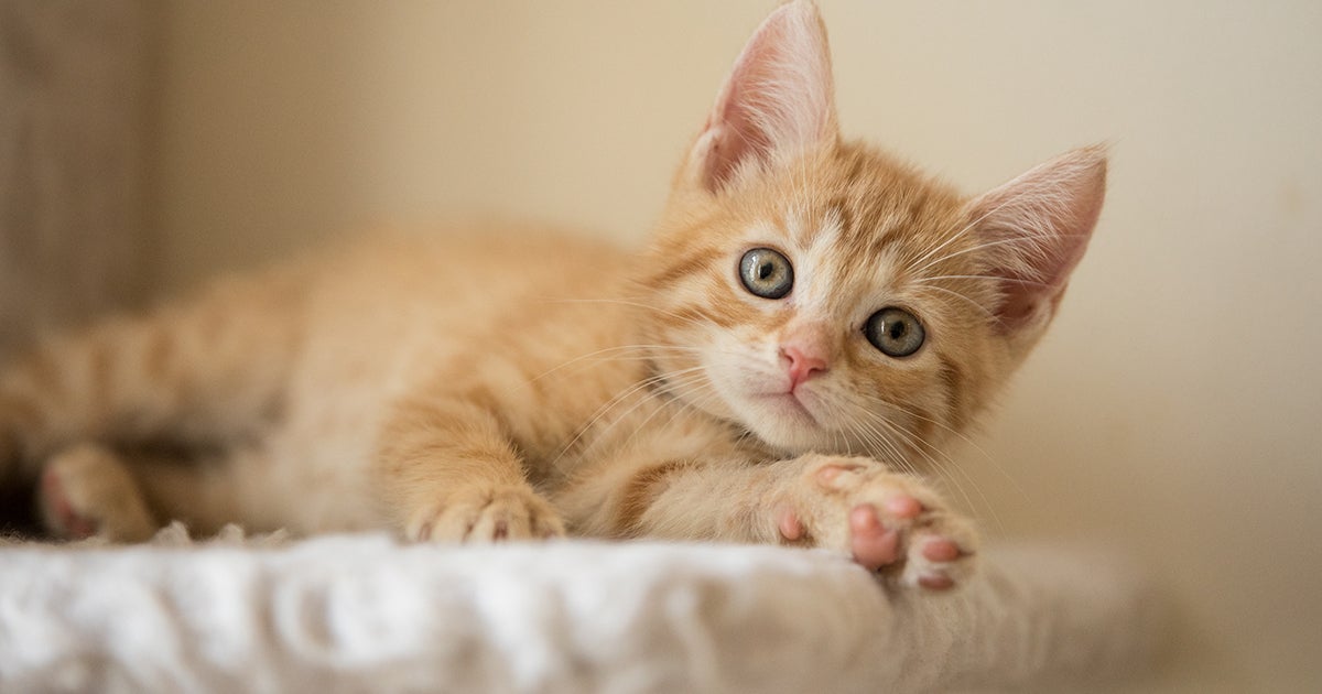 Protecting Your Pets from Poisons: What You Need to Know | ASPCA