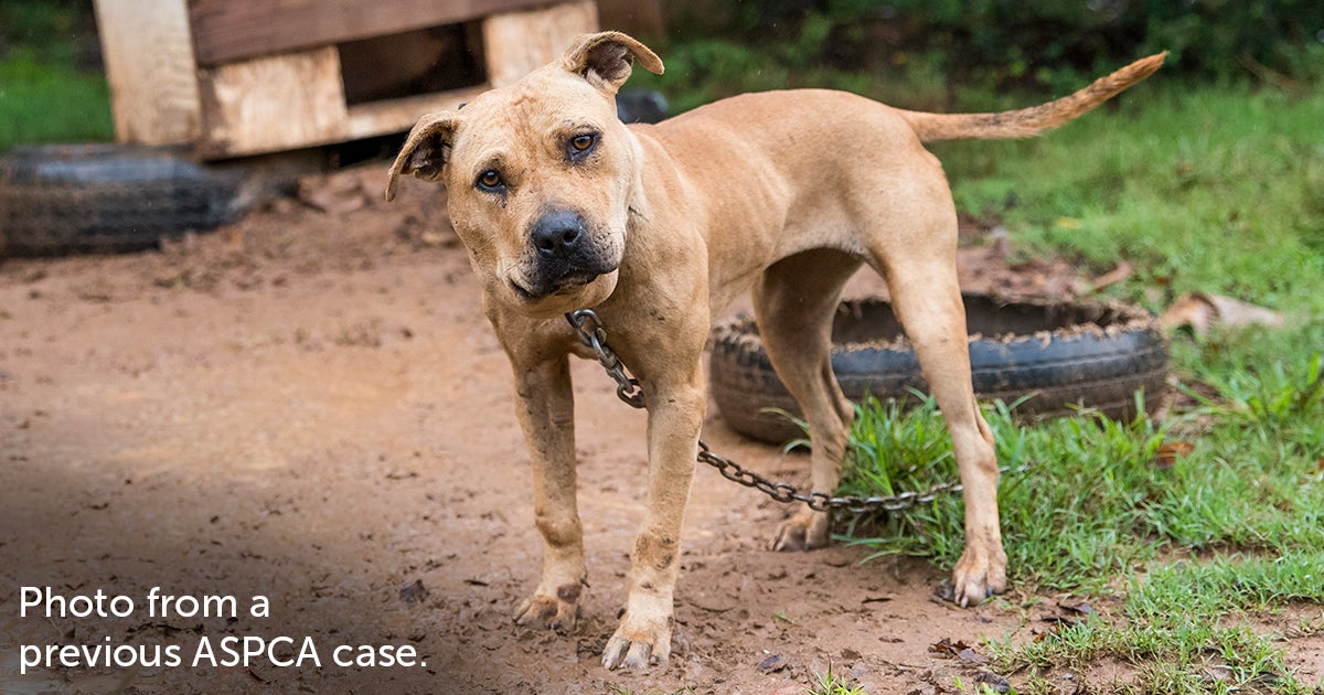 The ASPCA Aids in the Rescue of 40+ Dogs in Animal Cruelty Case | ASPCA