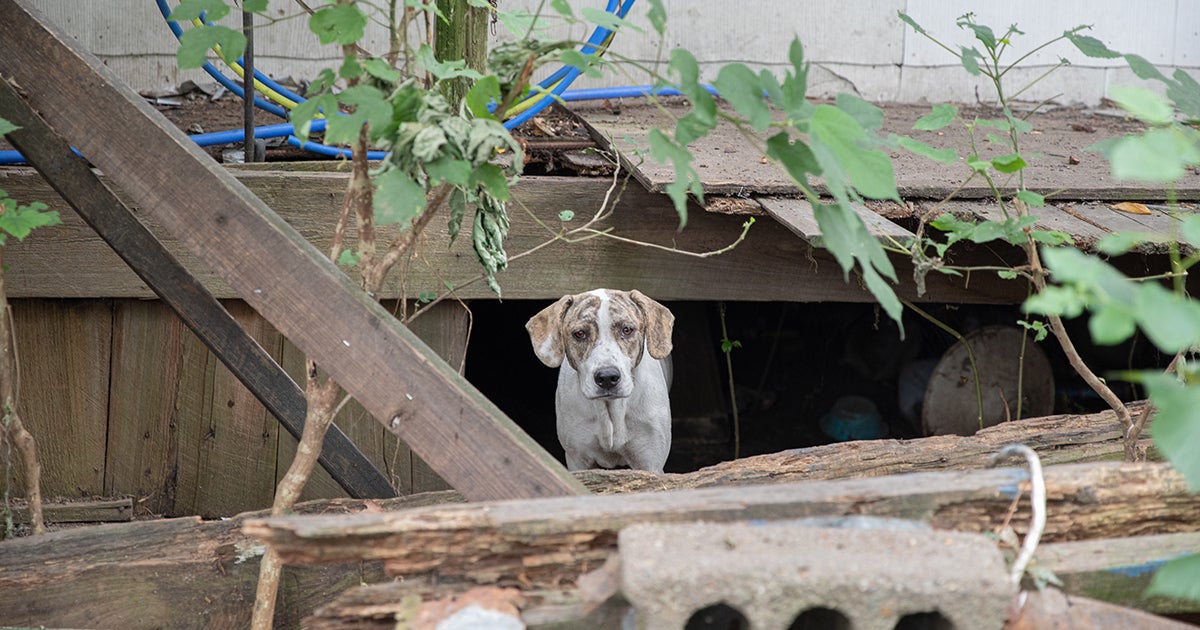 On the Scene: Animals Rescued from Neglect | ASPCA