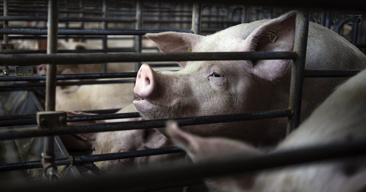 California Ban on a Cruel Practice Set to Take Effect—and the Meat ...