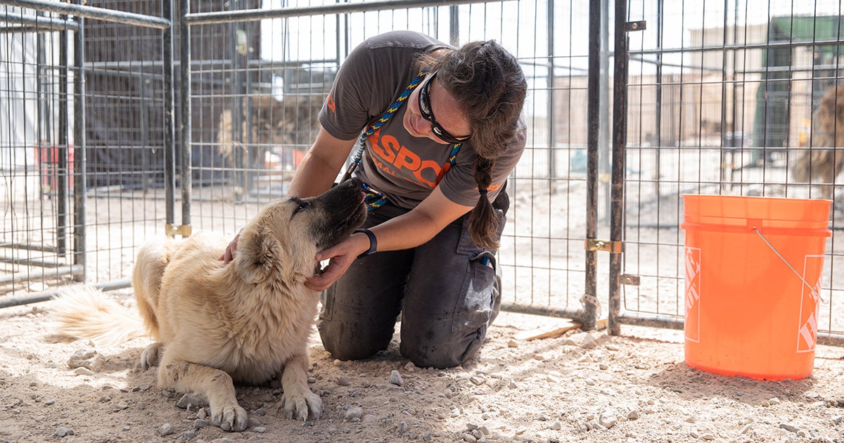 ASPCA Providing Urgent Care for Hundreds of Dogs Rescued from Alleged ...