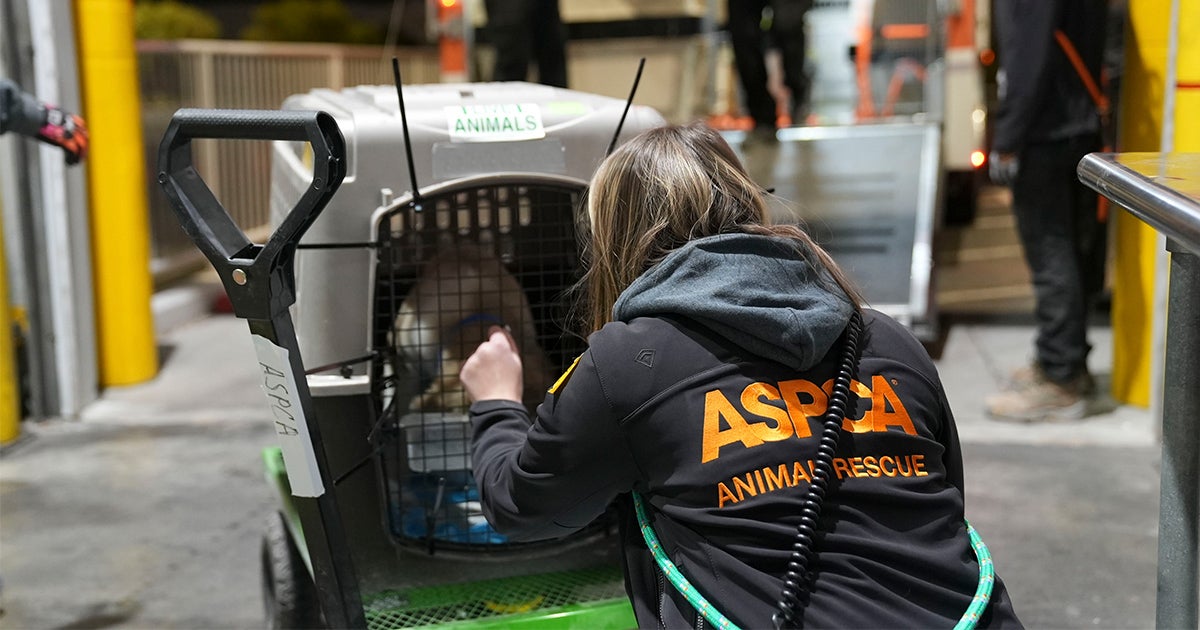 ASPCA Relocates Nearly 100 Large Breed Dogs in Historic Transport | ASPCA