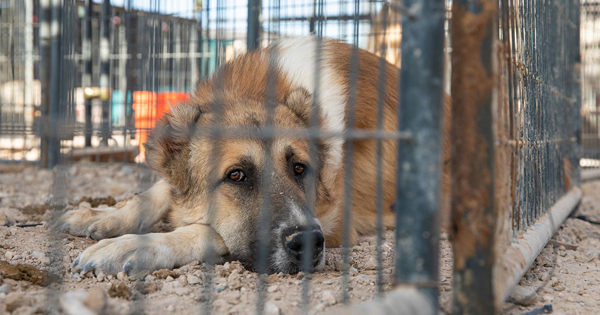 An Inside Look into a Recent ASPCA Rescue Response | ASPCA