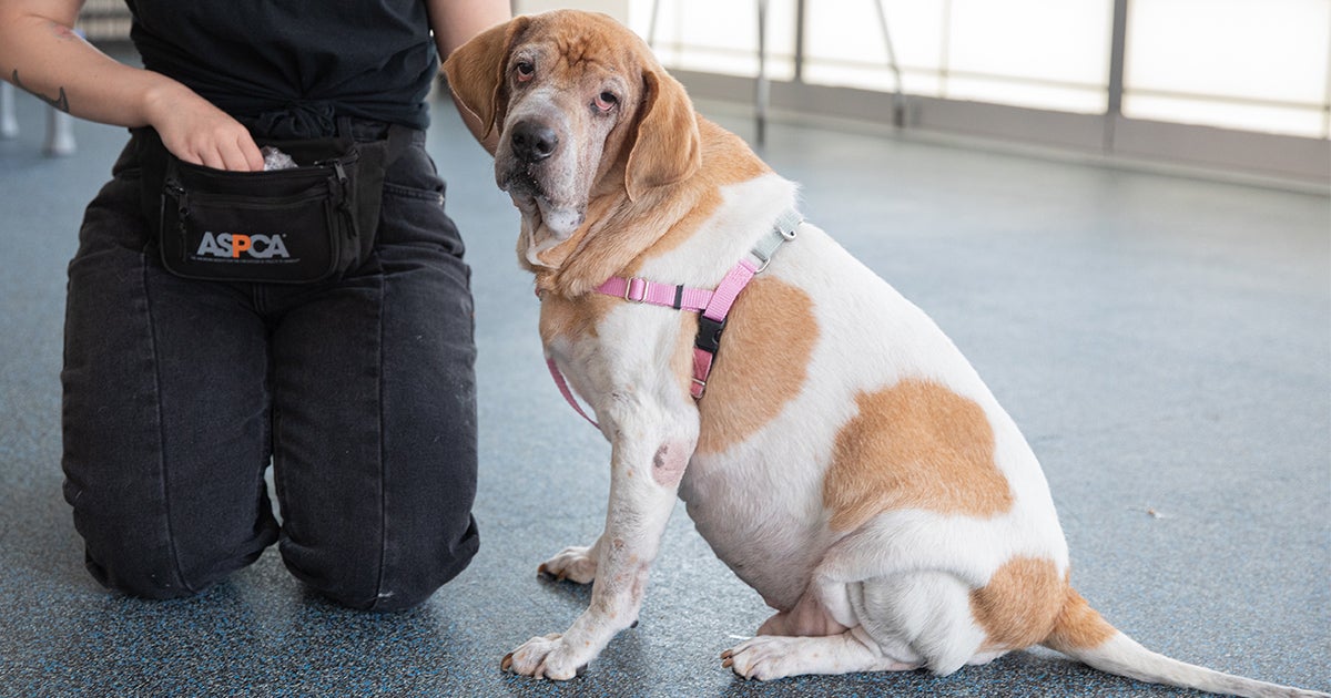 Are You Ready to Double Dutch Your Way into Love? | ASPCA