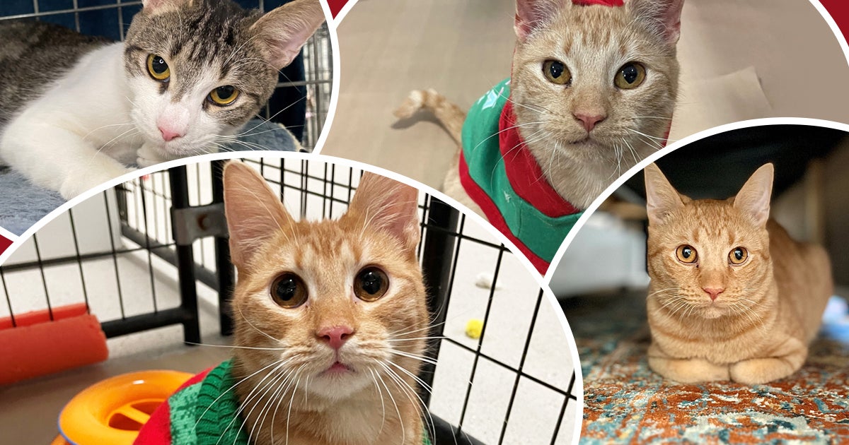 Ohio: All These Cats Want for Christmas is Mew! Make Their Wish Come ...