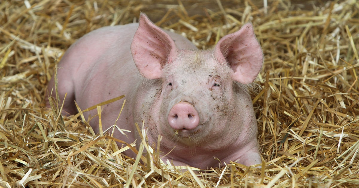 New Rules for Farm Animals: How Is USDA Organic Changing? | ASPCA