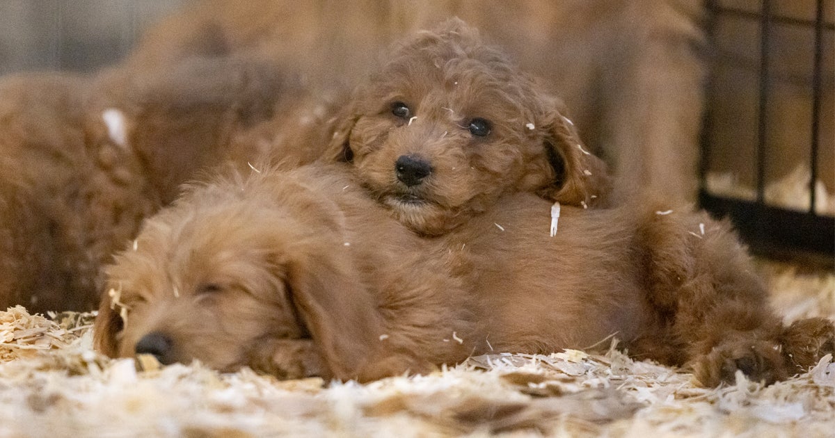 Puppy Mill Update: A New Trend for Dog Breeders and Dealers? | ASPCA