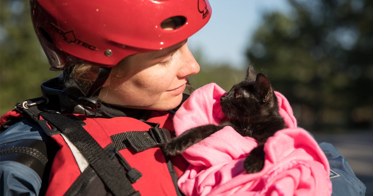 Matt's Blog: We Need to Ensure Animals Are Protected From Natural ...