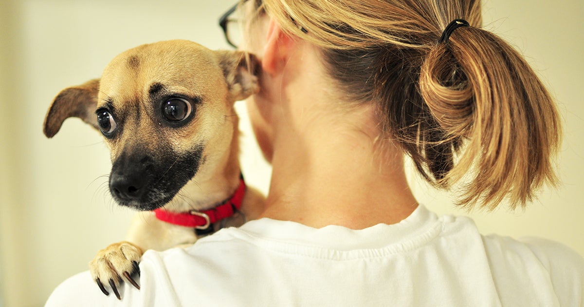 Domestic Animals Abuse