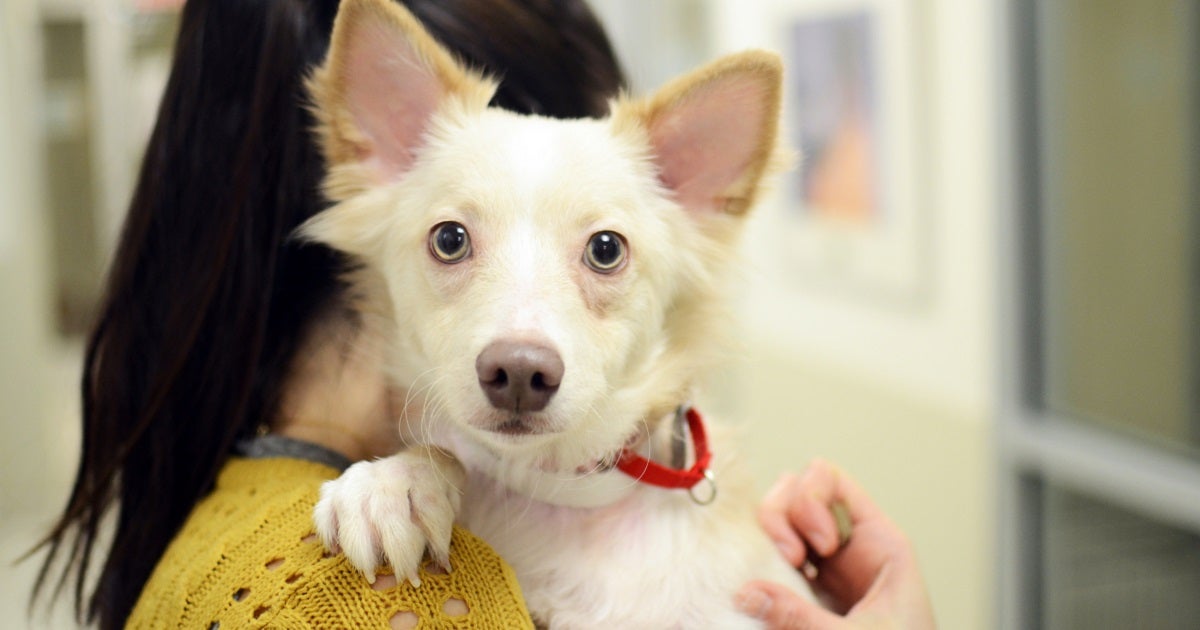 Pets Play a Critical Role in the Safety of Domestic Violence Victims ...