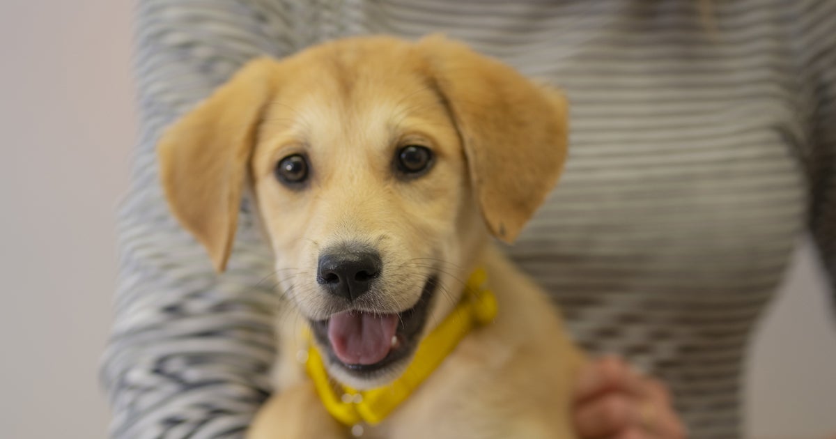 This National Puppy Day, Puppies Still Need Your Help | ASPCA