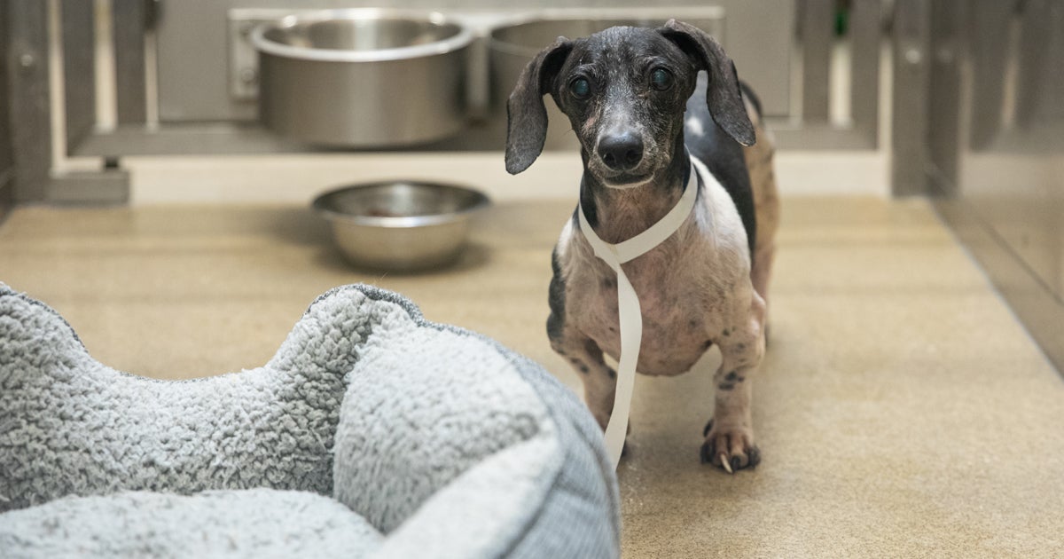 Special Announcement: ASPCA Acquires Shelter Animals Count to ...