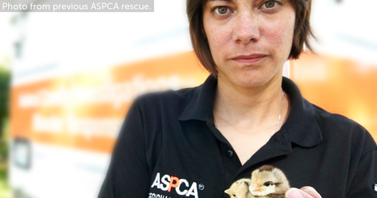 ASPCA Assisted in South Carolina Neglect Case Involving More Than 1,700 ...