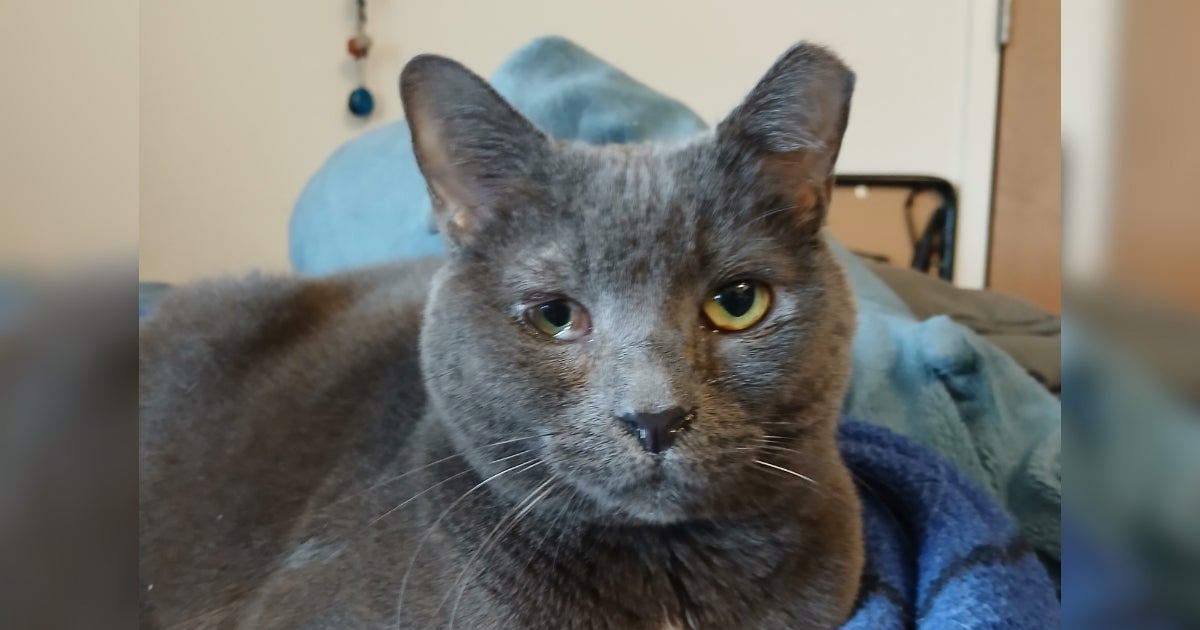 This Elegant Lady Can’t Wait for Teatime With You — Meet Scone! | ASPCA