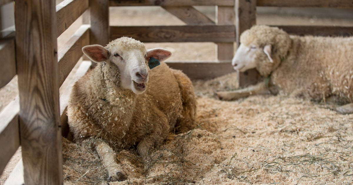 Opportunity for Animal Victories in the Senate’s Farm Bill | ASPCA