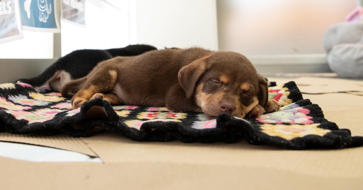 How to Relax Like These Adorable Animals | ASPCA