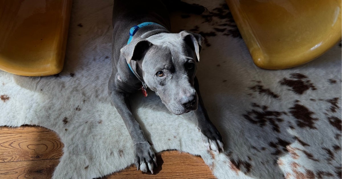 From Trauma to Triumph: How Collaboration and Patience Helped Stella ...