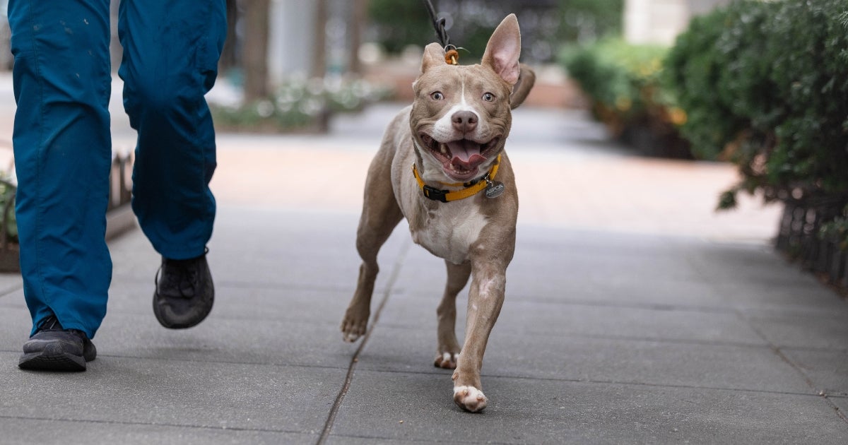 Join Us for Clear the Shelters 2025 — Visit the ASPCA Adoption Center ...