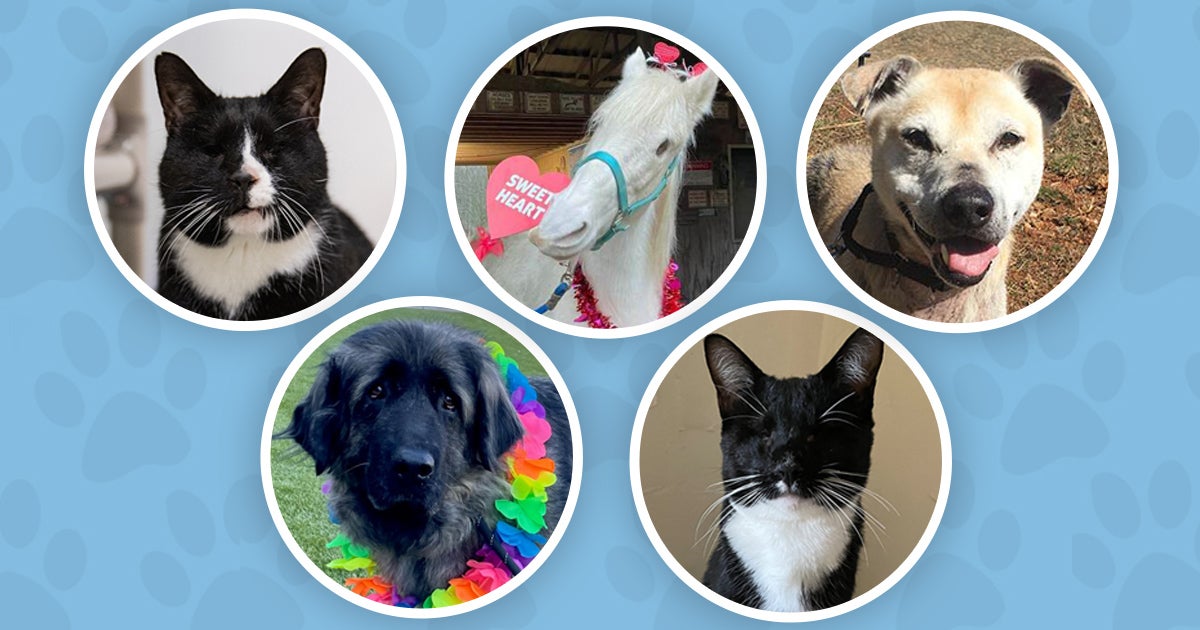 This Specially-abled Pets Day, Help These Adorable, Unique Animals Find ...