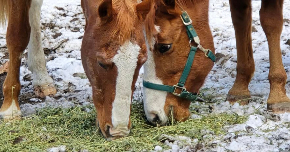 The Silver Lining for a Horse Named Swiss: Another Horse, Named Cheddar ...