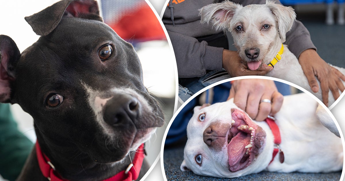 These City Pups Are Looking to Settle Down in the Suburbs | ASPCA