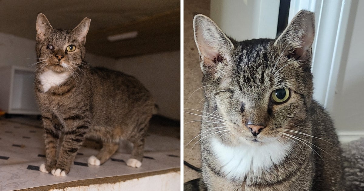A Well-Travelled Cat Gets a Second Chance | ASPCA