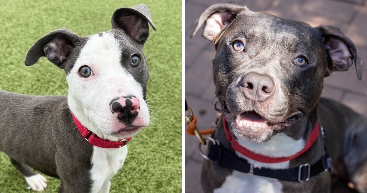 Adopt a Shelter Dog Month Is Here — These Wonderful Pups Are Eager To ...
