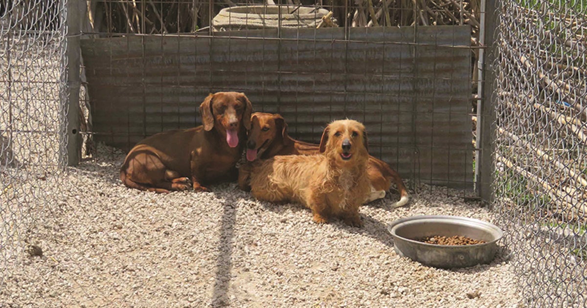 USDA Makes It Too Easy to Get a License Under the Animal Welfare Act ...