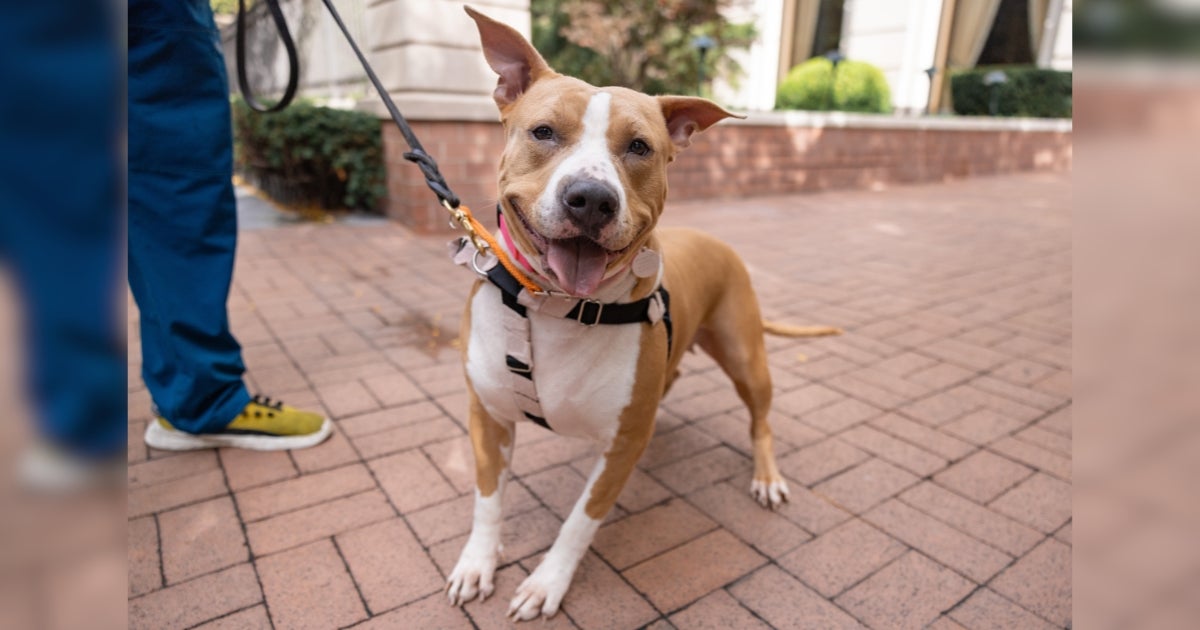 Enjoy the Wonderful Sounds of Viola’s Song! | ASPCA