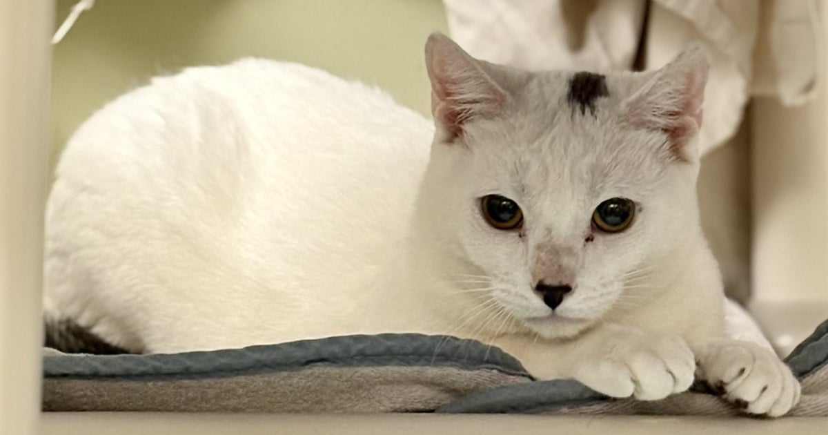 This Cat Is Sure To Crack You Up — Meet Walnut! | ASPCA