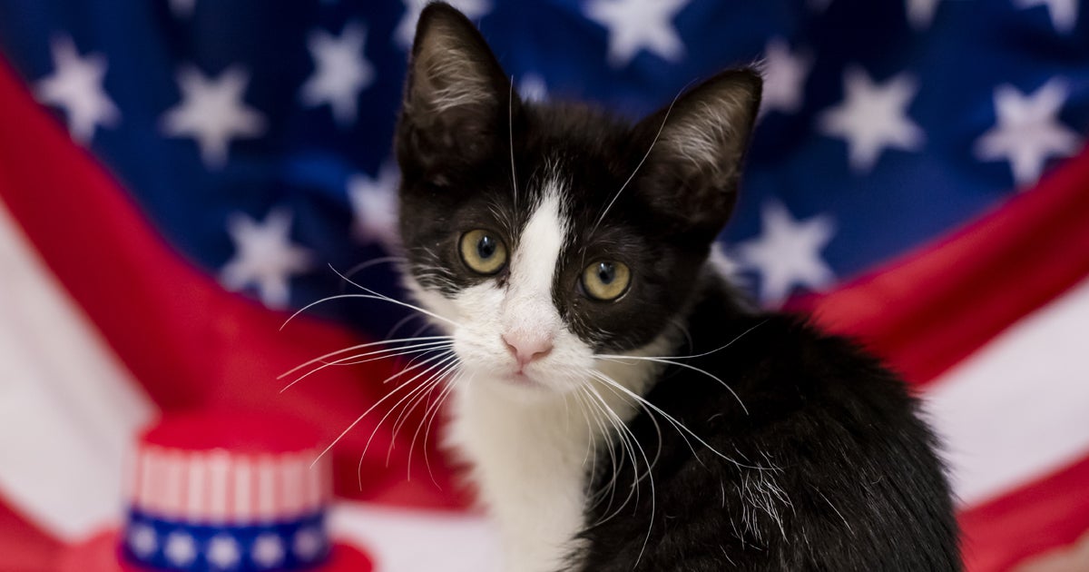 Celebrate Animals and Change the World on National Animal Advocacy Day ...