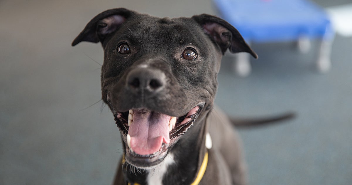 We Bet You Can’t Read This Without Smiling! | ASPCA