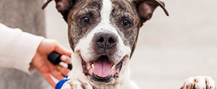 ASPCA | American Society for the Prevention of Cruelty to Animals