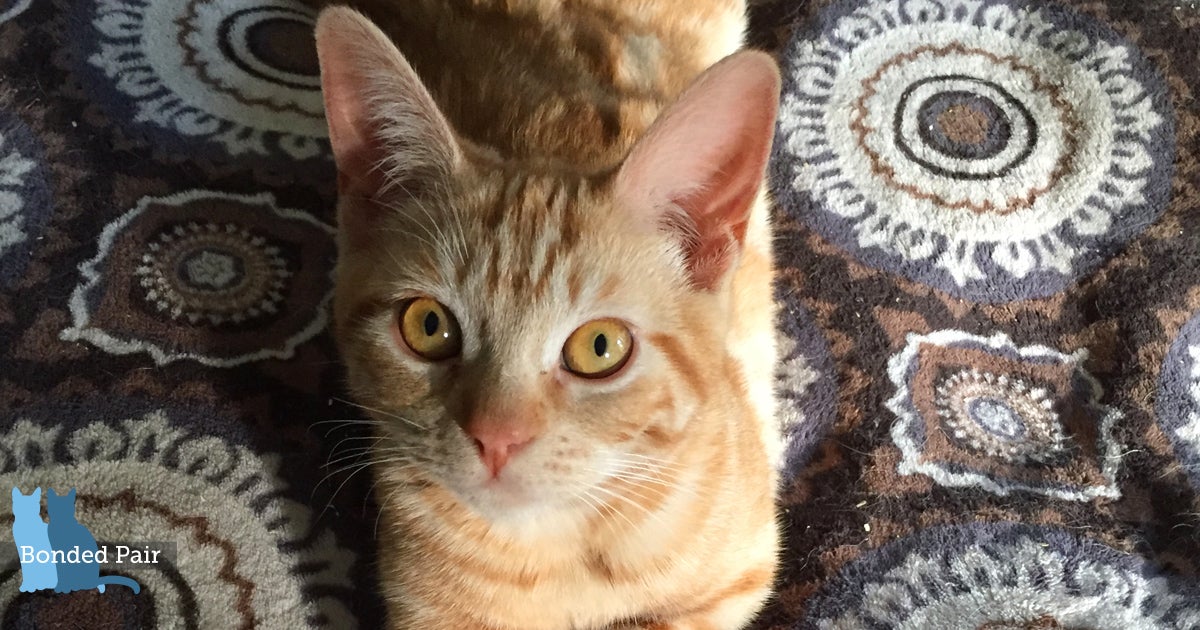 Adoptable Cat in Los Angeles: Ginger Cakes | ASPCA