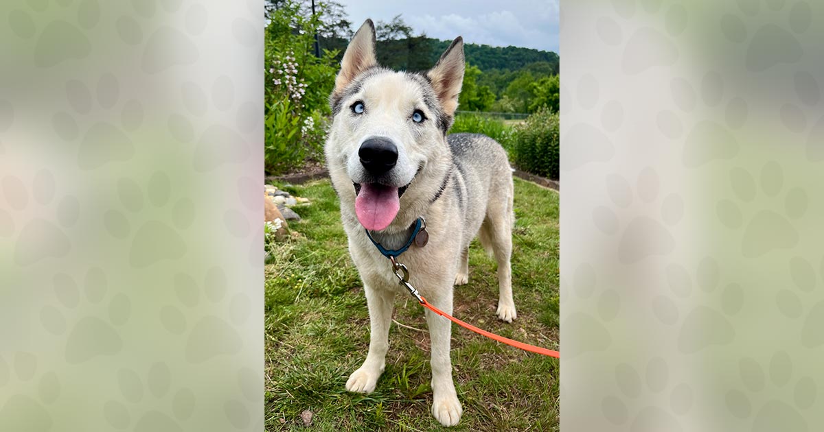 Adoptable Dog in North Carolina: Angie | ASPCA