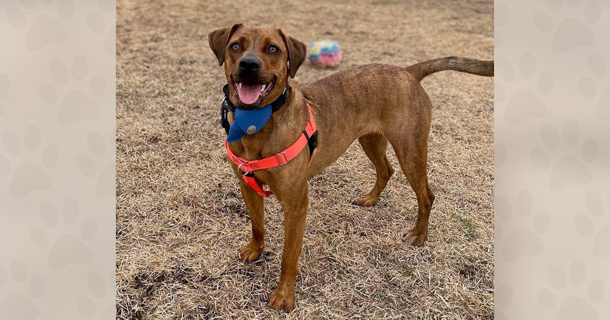 Adoptable Dog in North Carolina: Bailee | ASPCA