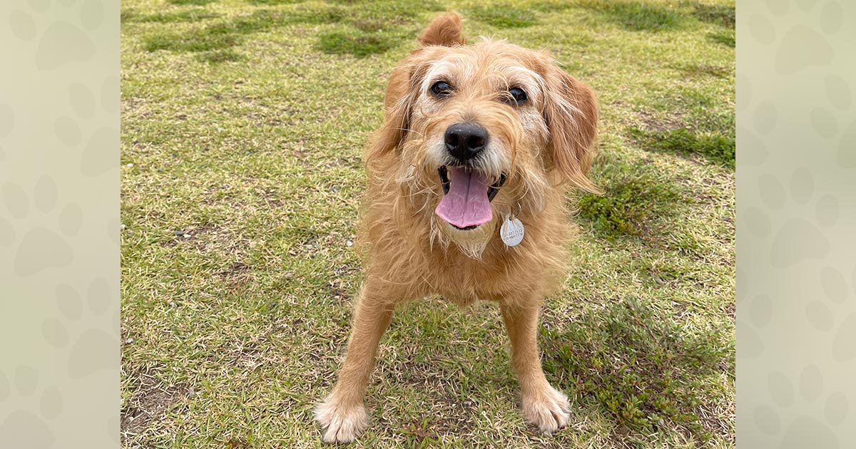 How Is Golden Retriever And Airedale Terrier Mix