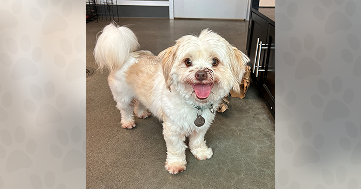 Adoptable Dog in North Carolina: Mork | ASPCA