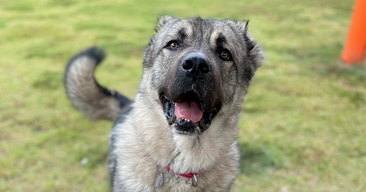 Adoptable Dog in North Carolina: Oberon | ASPCA