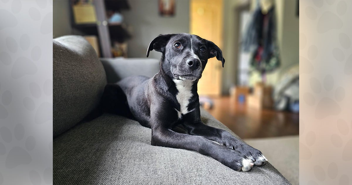 Adoptable Dog in North Carolina: Phantom | ASPCA
