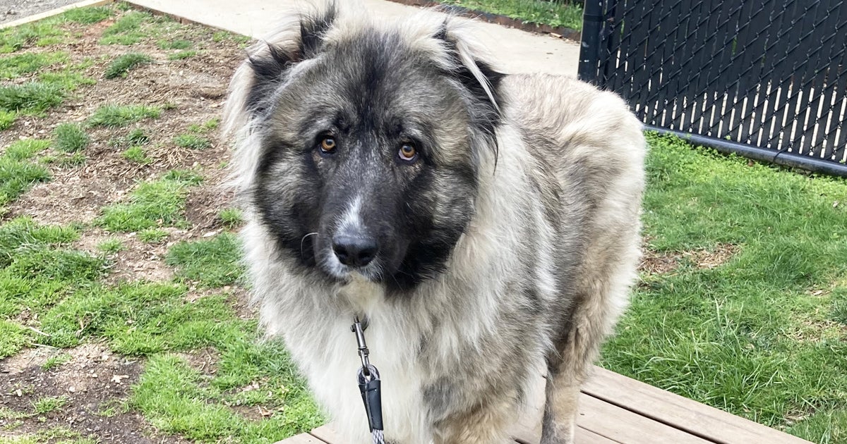 Adoptable Dog in North Carolina: Topaz | ASPCA