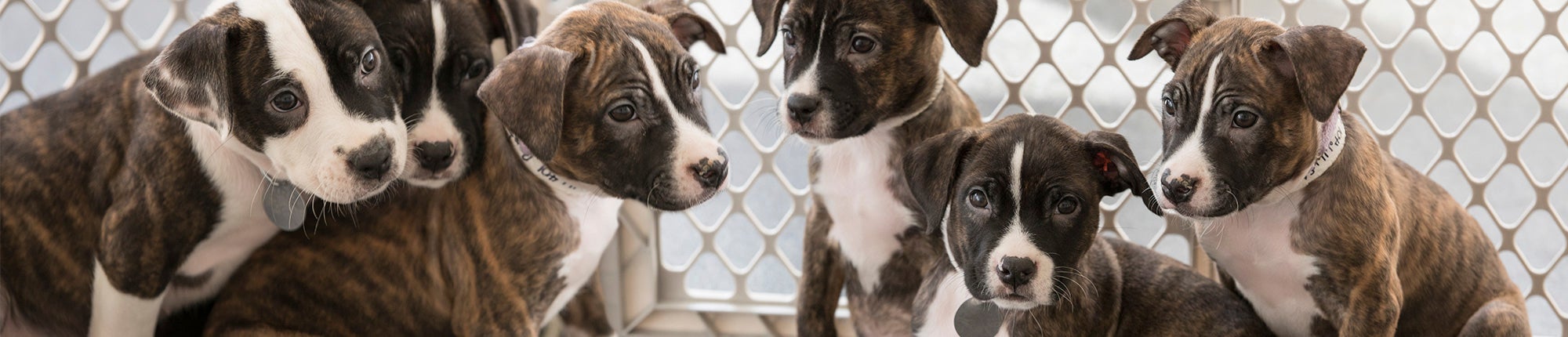 ASPCA Guardians: Thank You for Your Help In 2023! | ASPCA