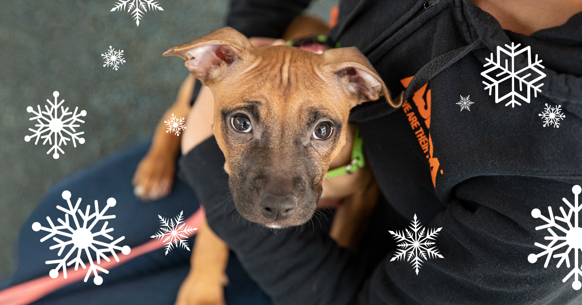 Season of Second Chances | ASPCA
